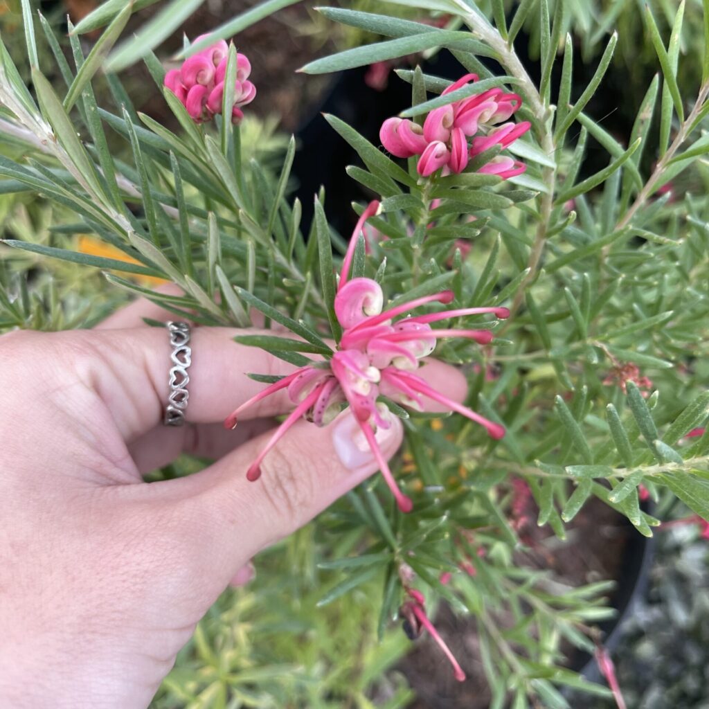Buy Grevillea ‘Canberra Gem’ (Spider Flower) - Architectural Plants