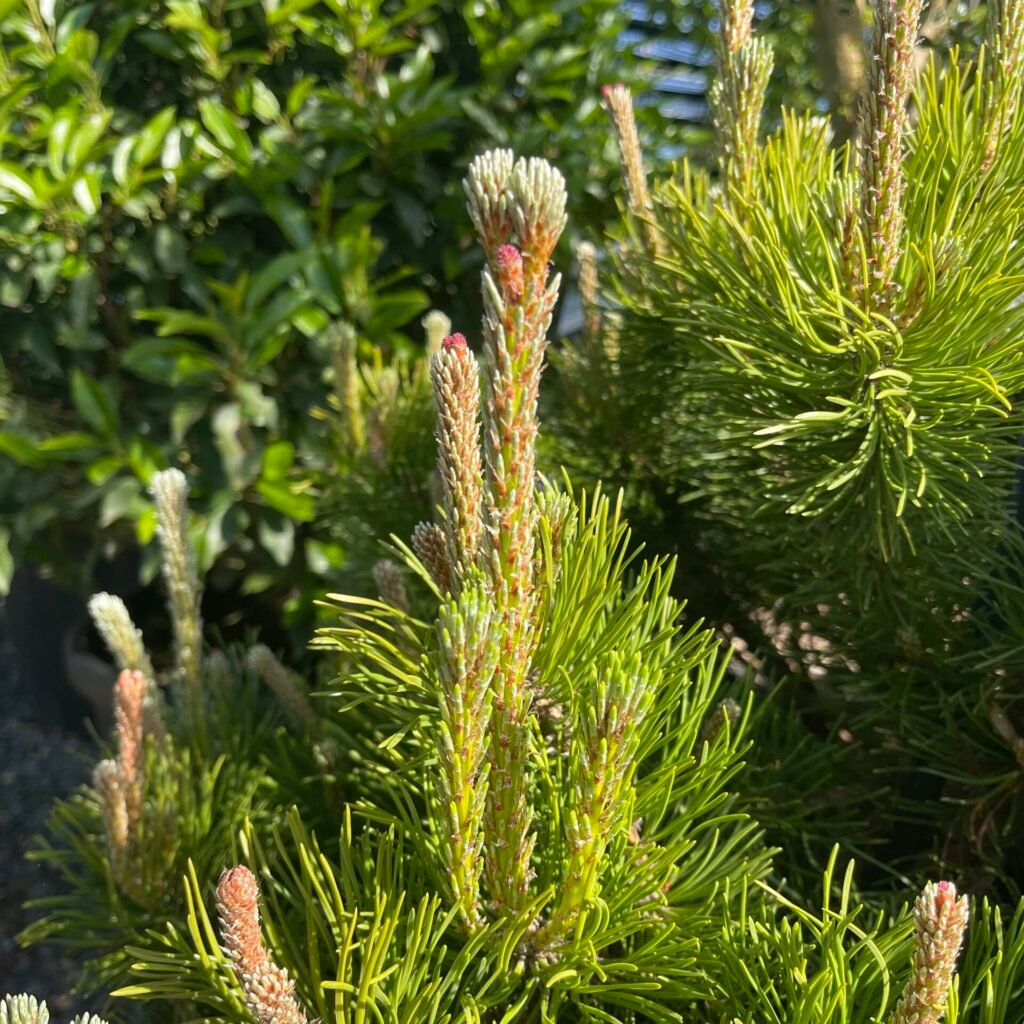 Buy Pinus Mugo Pumilio (Swiss Mountain Pine) - Architectural Plants