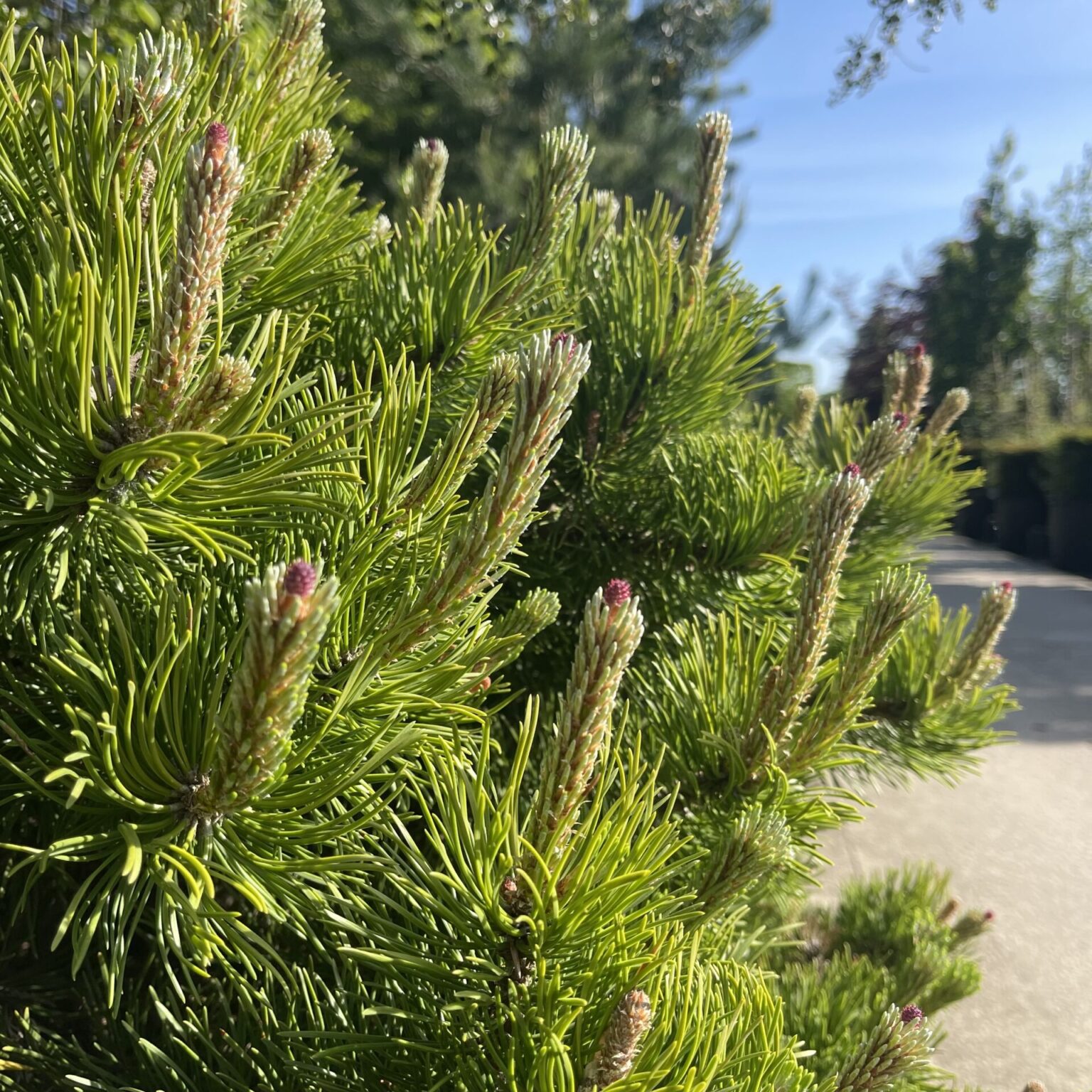 Buy Pinus Mugo Pumilio (Swiss Mountain Pine) - Architectural Plants