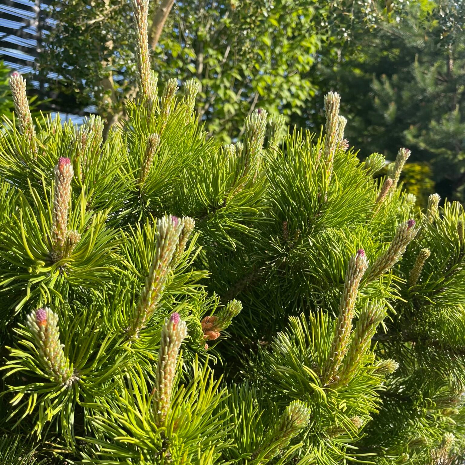 Buy Pinus Mugo Pumilio (Swiss Mountain Pine) - Architectural Plants