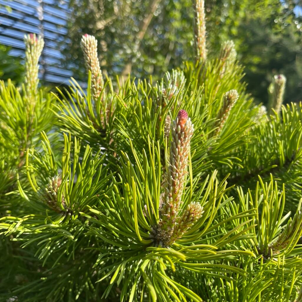 Buy Pinus Mugo Pumilio (Swiss Mountain Pine) - Architectural Plants
