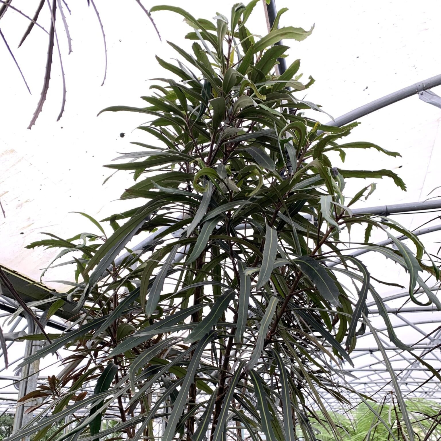 Buy Pseudopanax lessonii 'Moa's Toes' - Architectural Plants