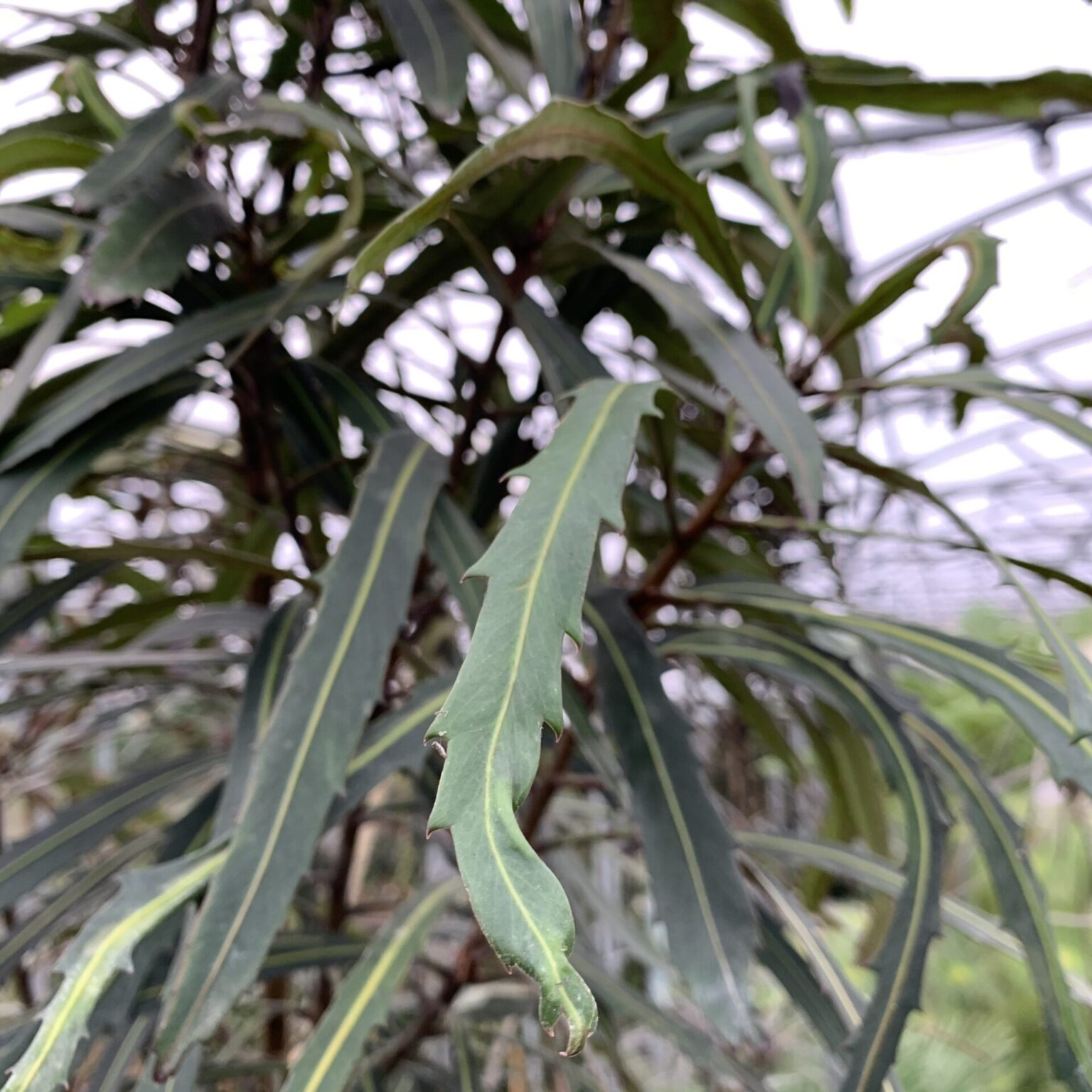 Buy Pseudopanax lessonii 'Moa's Toes' - Architectural Plants