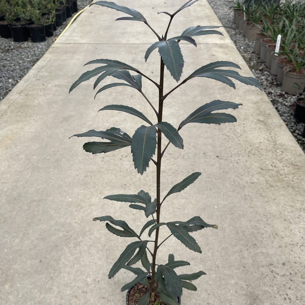 Buy Pseudopanax lessonii 'Moa's Toes' - Architectural Plants