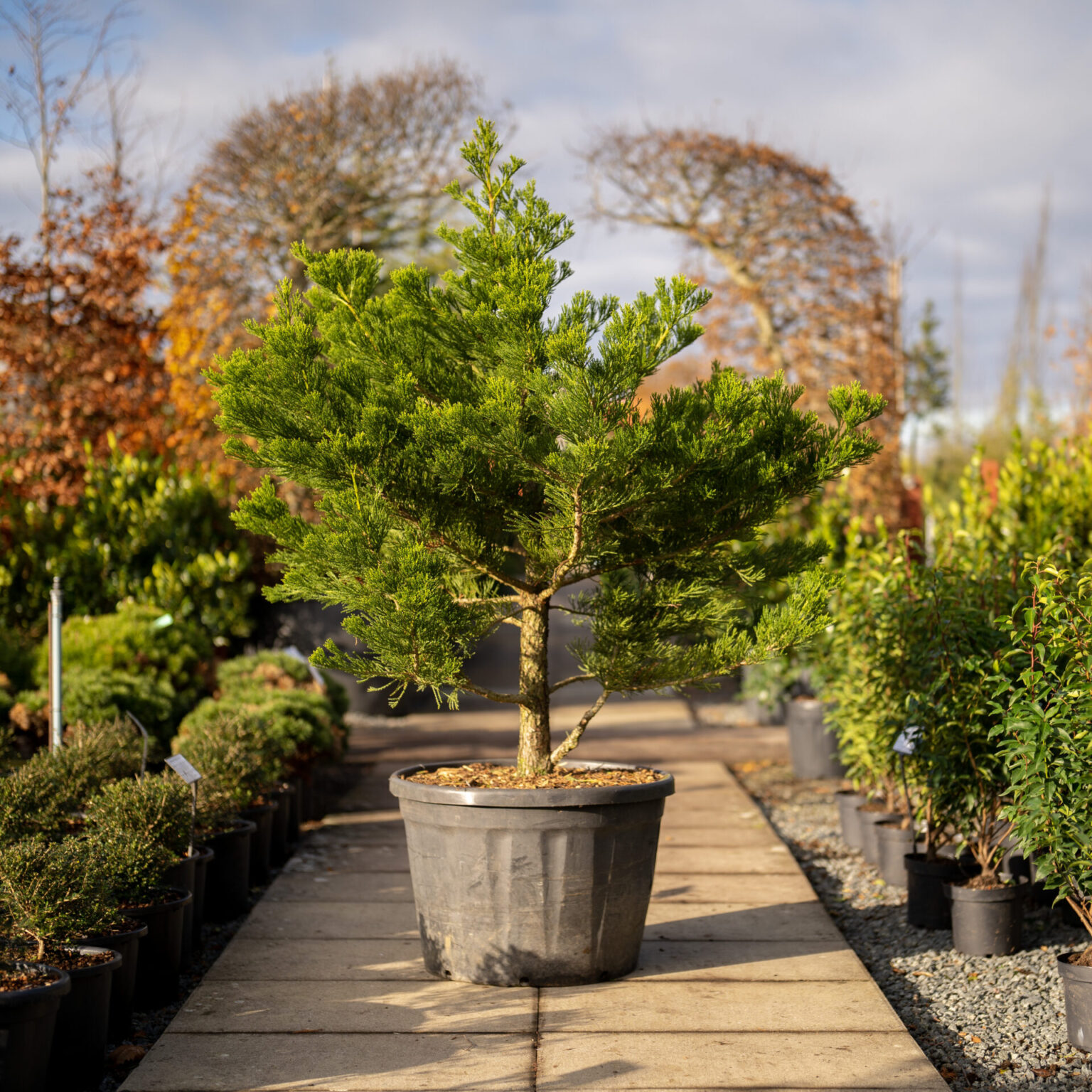 Buy Redwood Trees in the UK | Architectural Plants