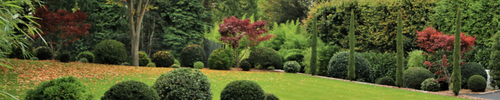 Size - 300/350cm £1495.00 - Architectural Plants