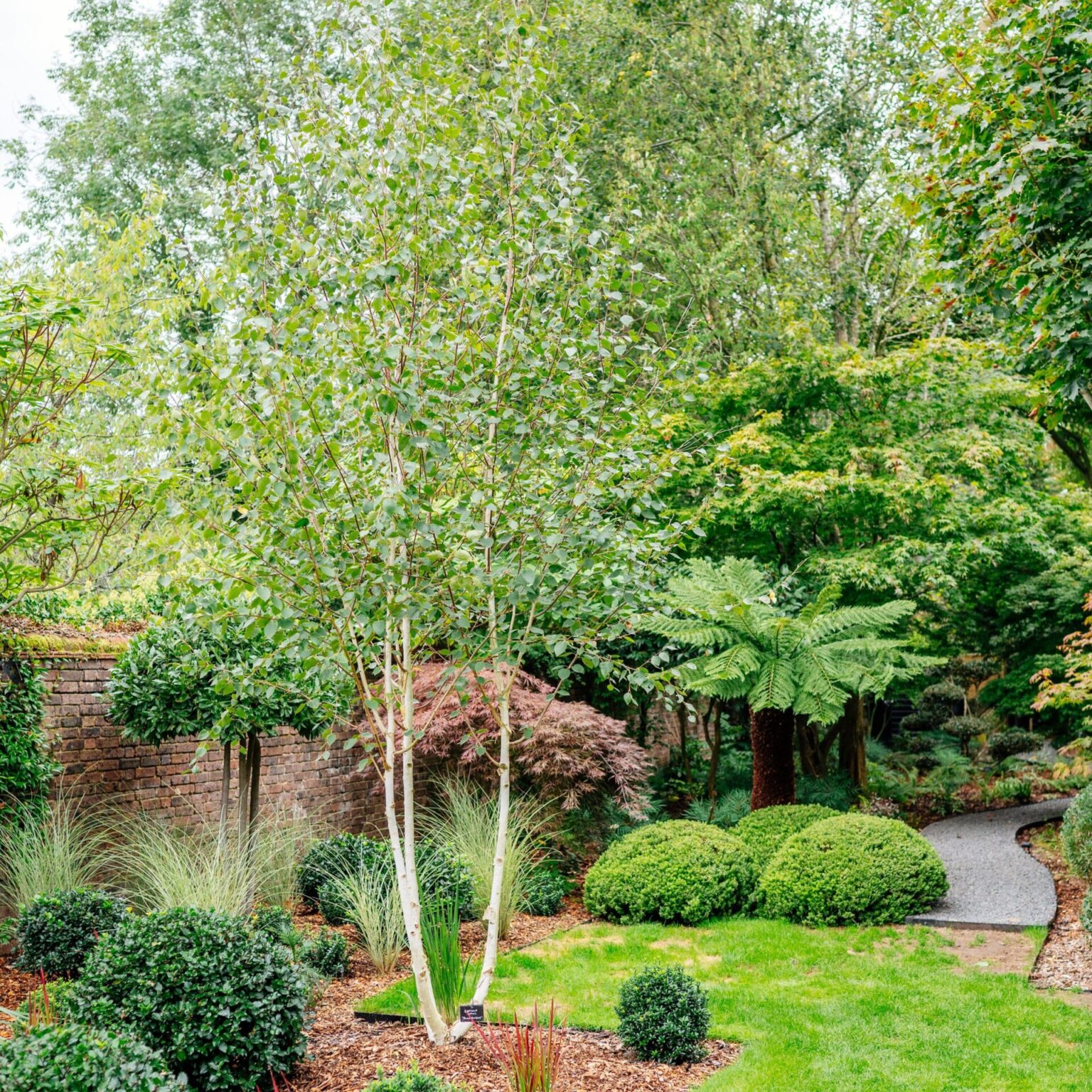 Large Trees for Sale in the UK | Over 30ft | Architectural Plants