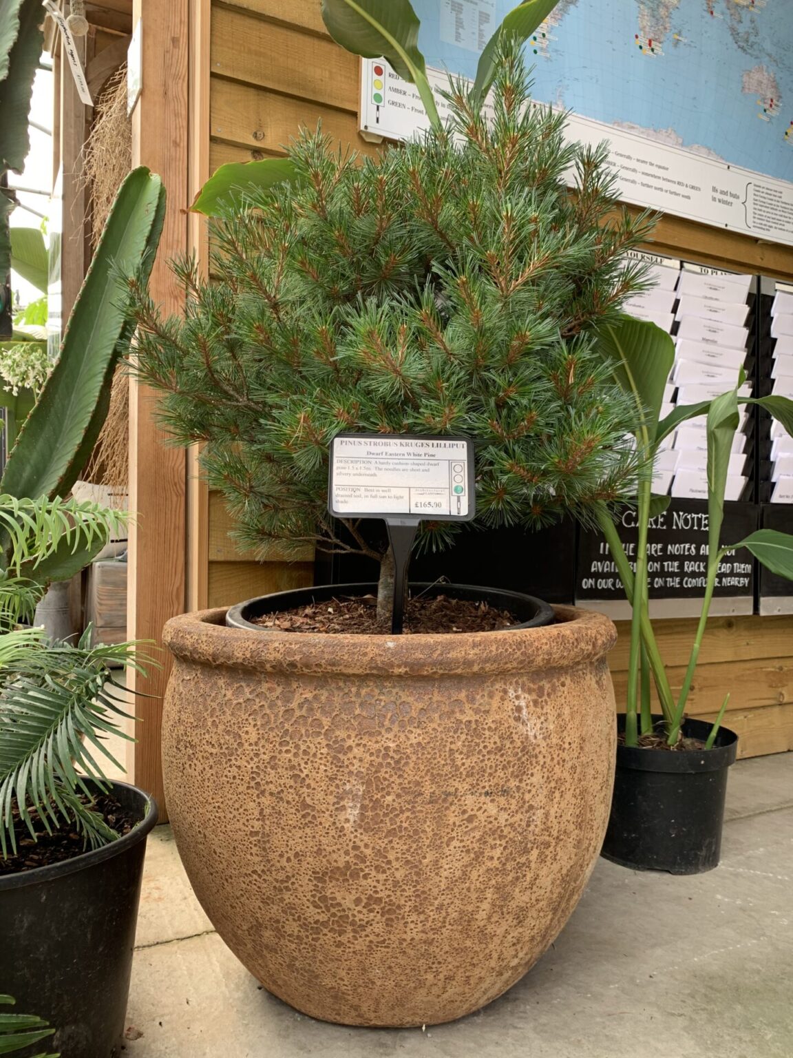 Buy Pinus strobus 'Krueger's Liliput' - Architectural Plants