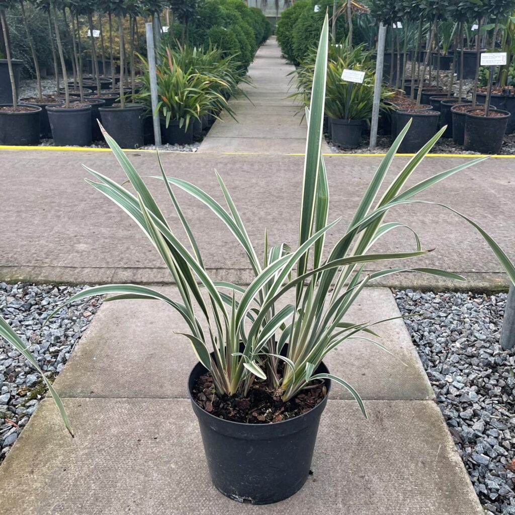 Browse Our Selection of Shrubs| Architectural Plants