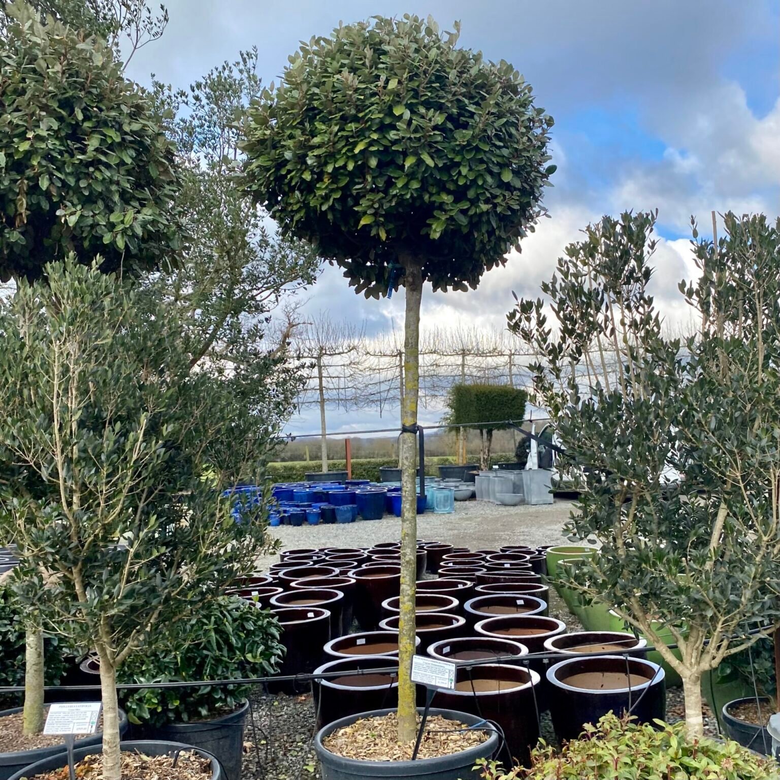 Buy Elaeagnus X Ebbingei Compacta - Architectural Plants