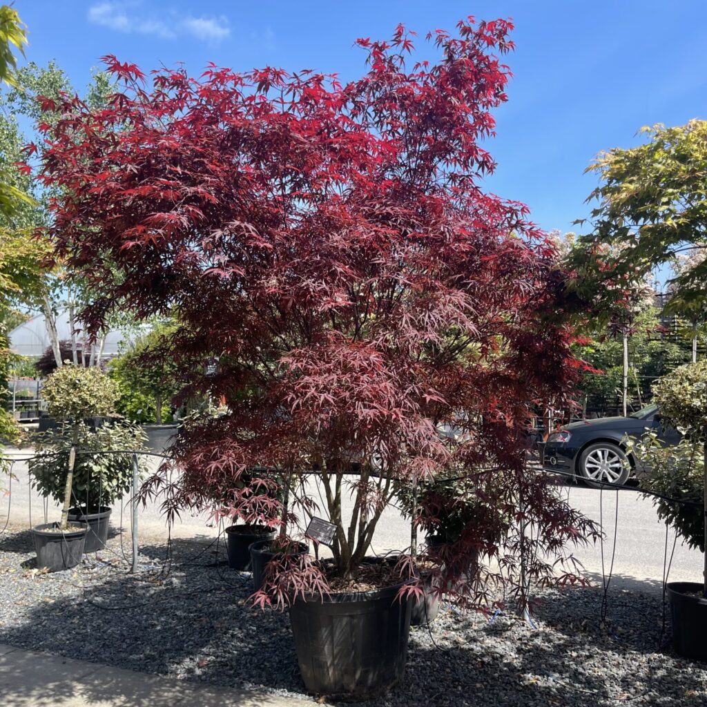 Buy The Plants - Architectural Plants