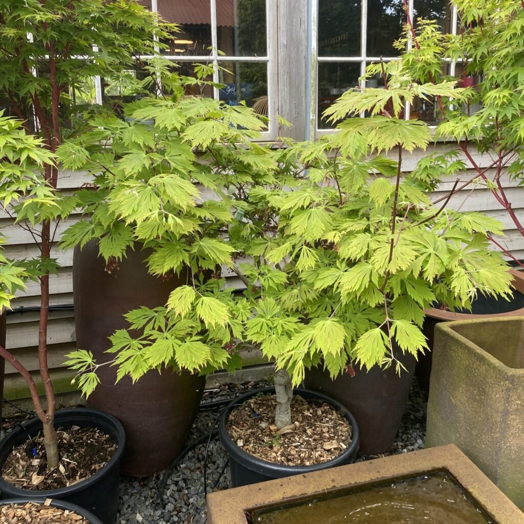 Buy Acer japonicum aconitifolium 'Full Moon' - Architectural Plants