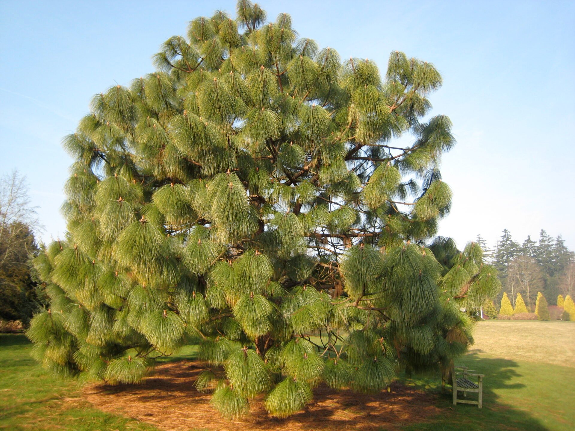 Pinus montezumae - Architectural Plants