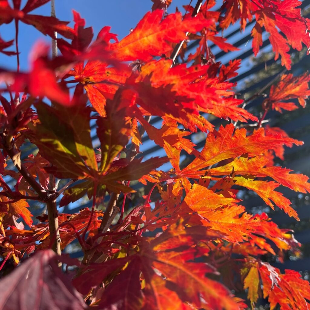 Buy Acer japonicum aconitifolium 'Full Moon' - Architectural Plants