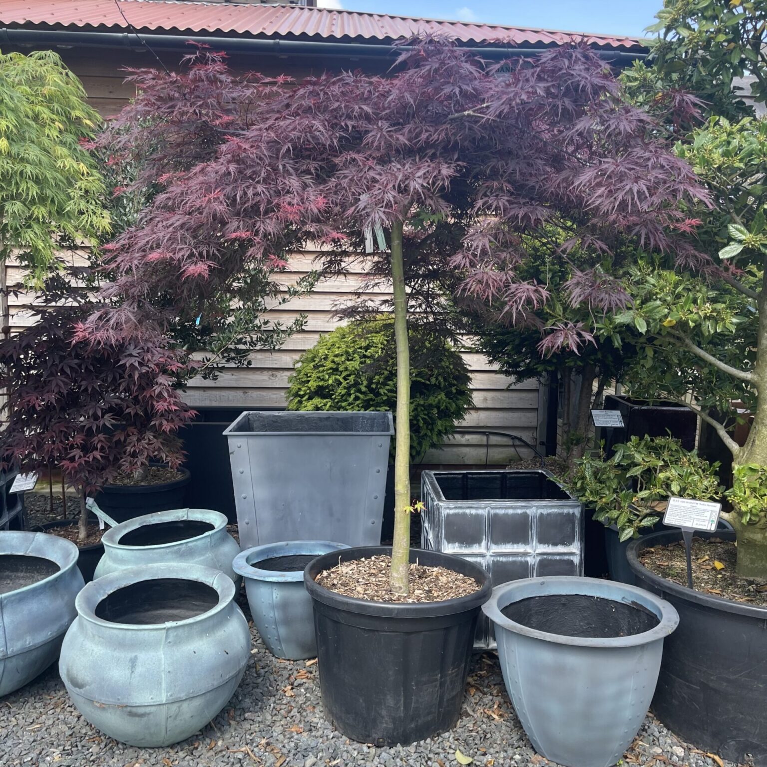 Buy The Plants - Page 2 of 87 - Architectural Plants