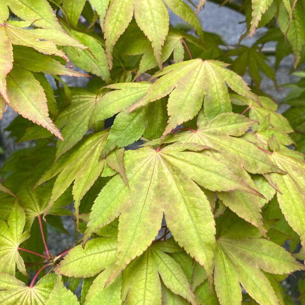 Buy The Plants - Page 3 of 55 - Architectural Plants