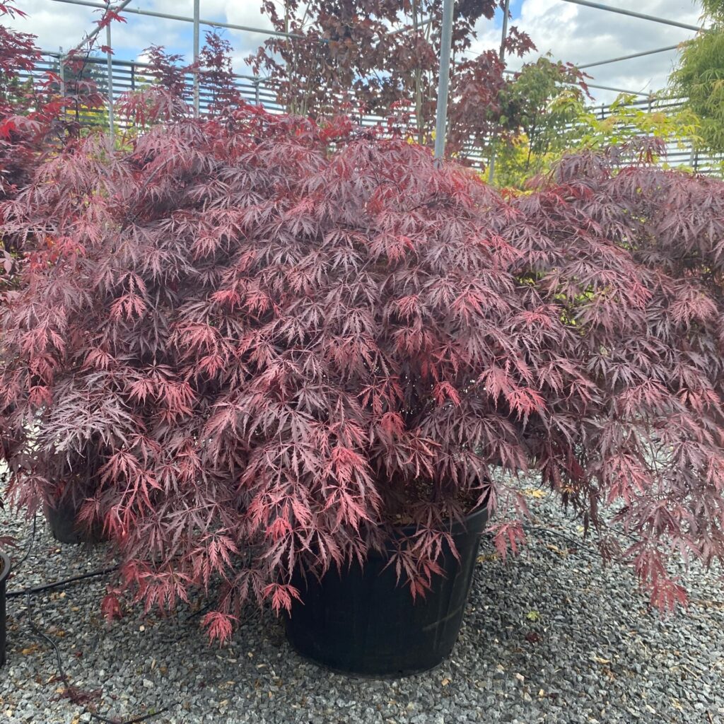 Buy Acer palmatum 'Tamukeyama' - Architectural Plants