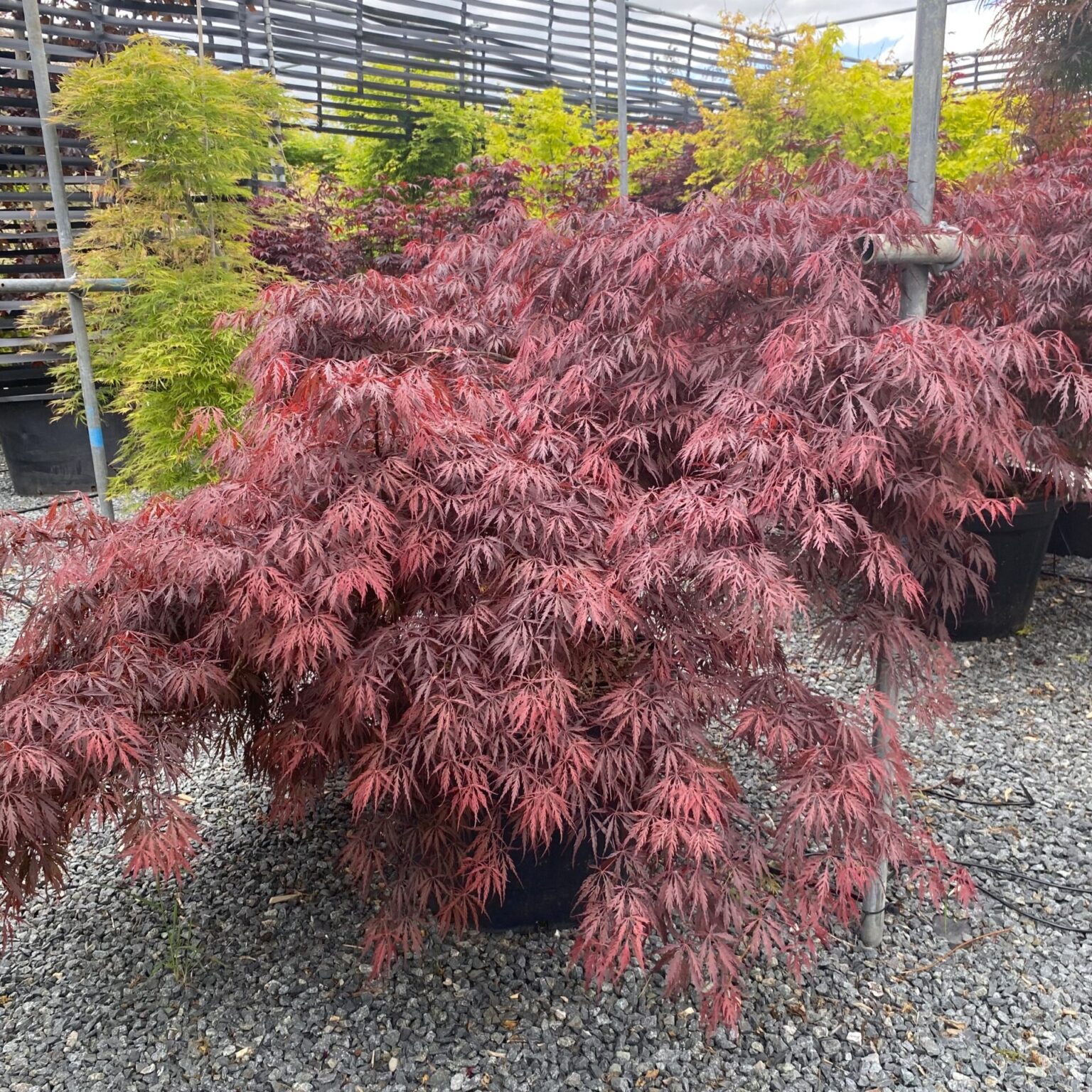 Buy Acer palmatum 'Tamukeyama' - Architectural Plants