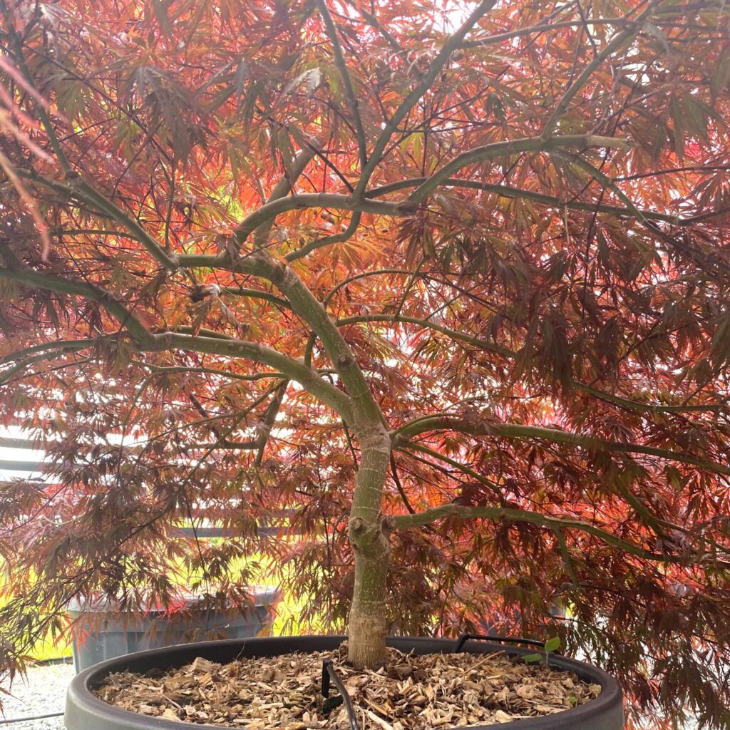 Buy Acer palmatum 'Tamukeyama' - Architectural Plants