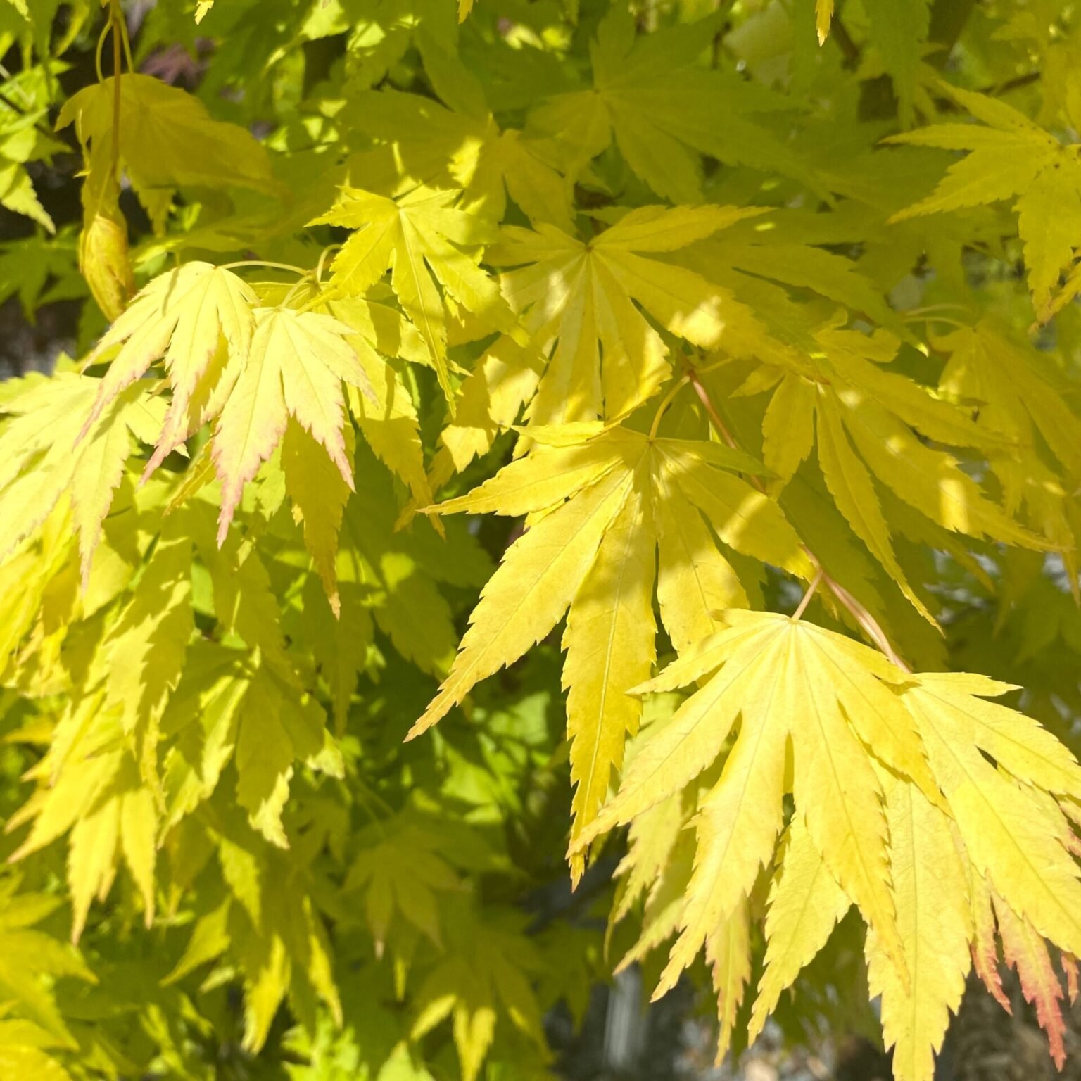 The Plants - Page 3 of 37 - Architectural Plants