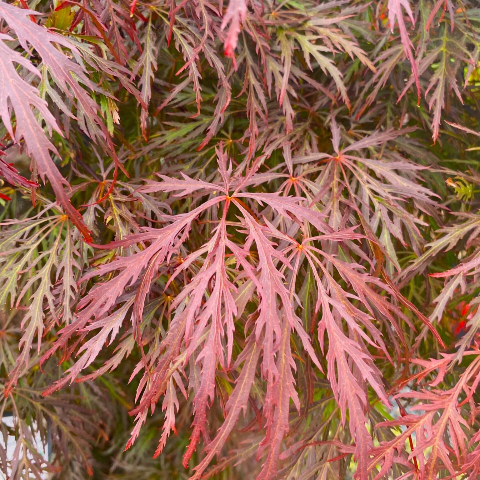 Buy Acer palmatum 'Garnet' - Architectural Plants