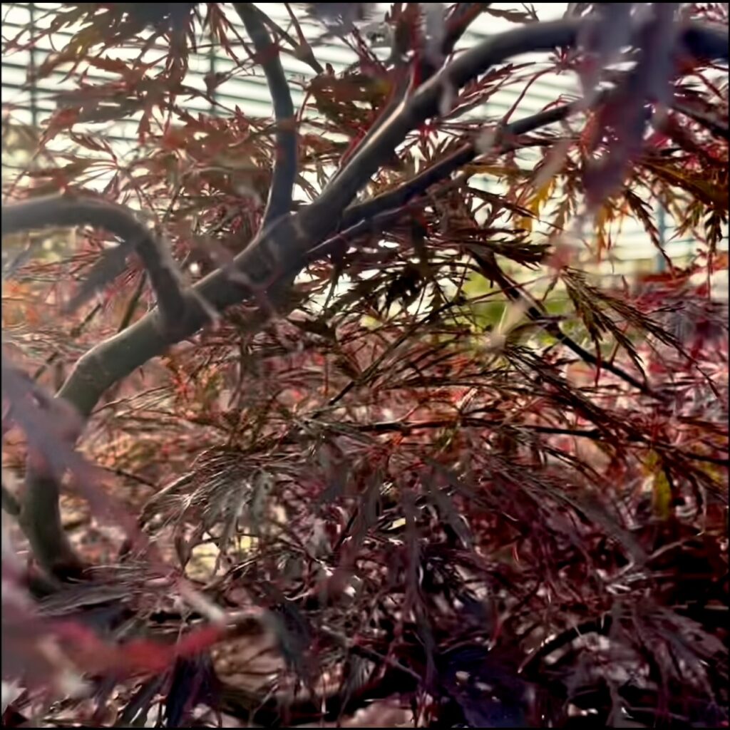 Buy Acer palmatum 'Tamukeyama' - Architectural Plants