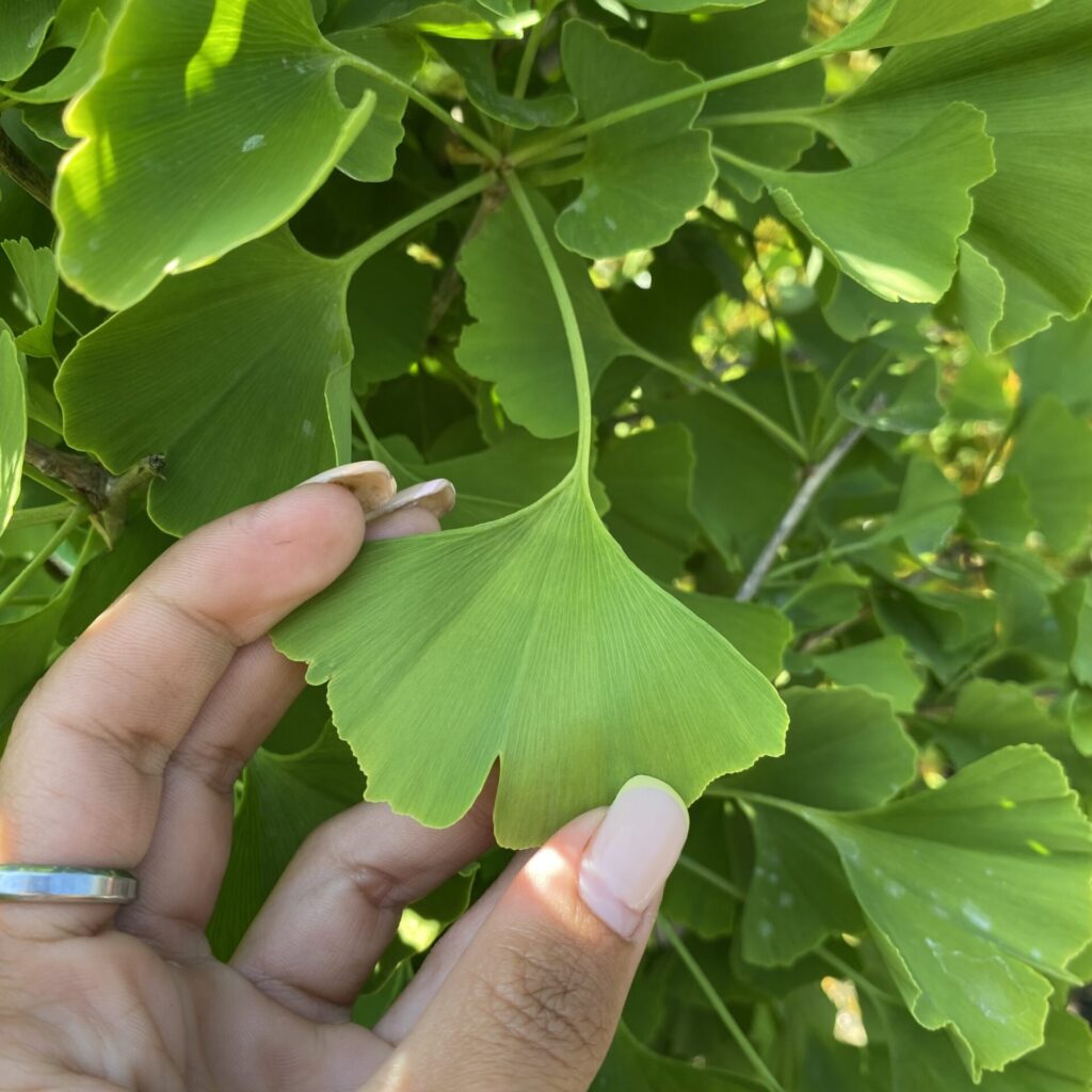 Buy Ginkgo biloba - Architectural Plants