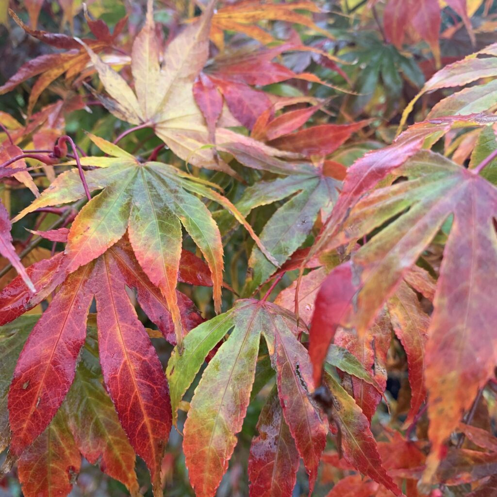 Buy Acer palmatum 'Osakazuki' - Architectural Plants