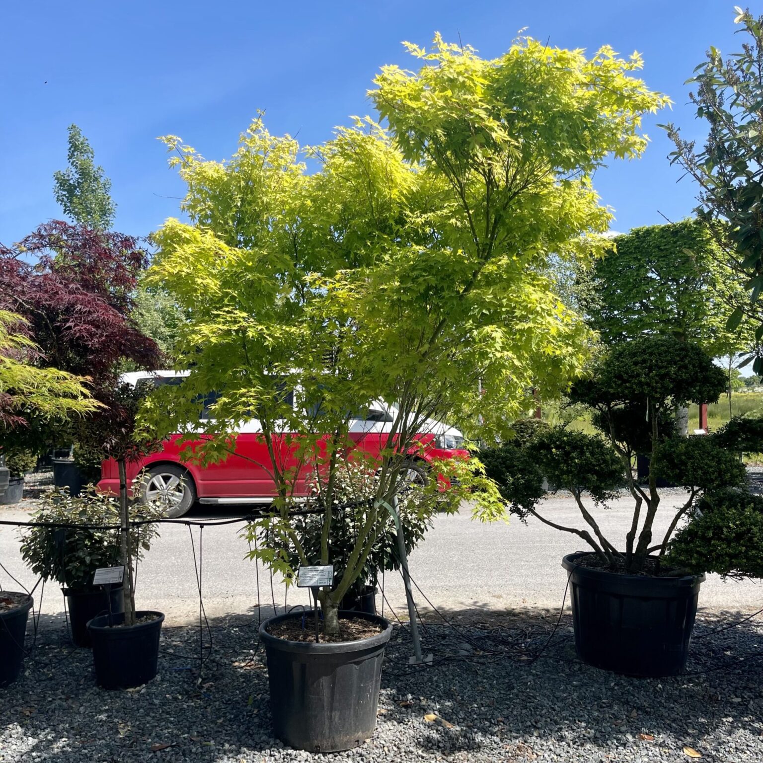 Asian Plants & Trees | Enquire Today | Architectural Plants