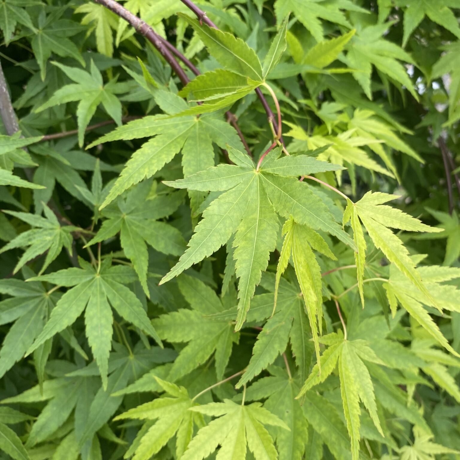 Buy Acer palmatum 'Ryusen' - Architectural Plants