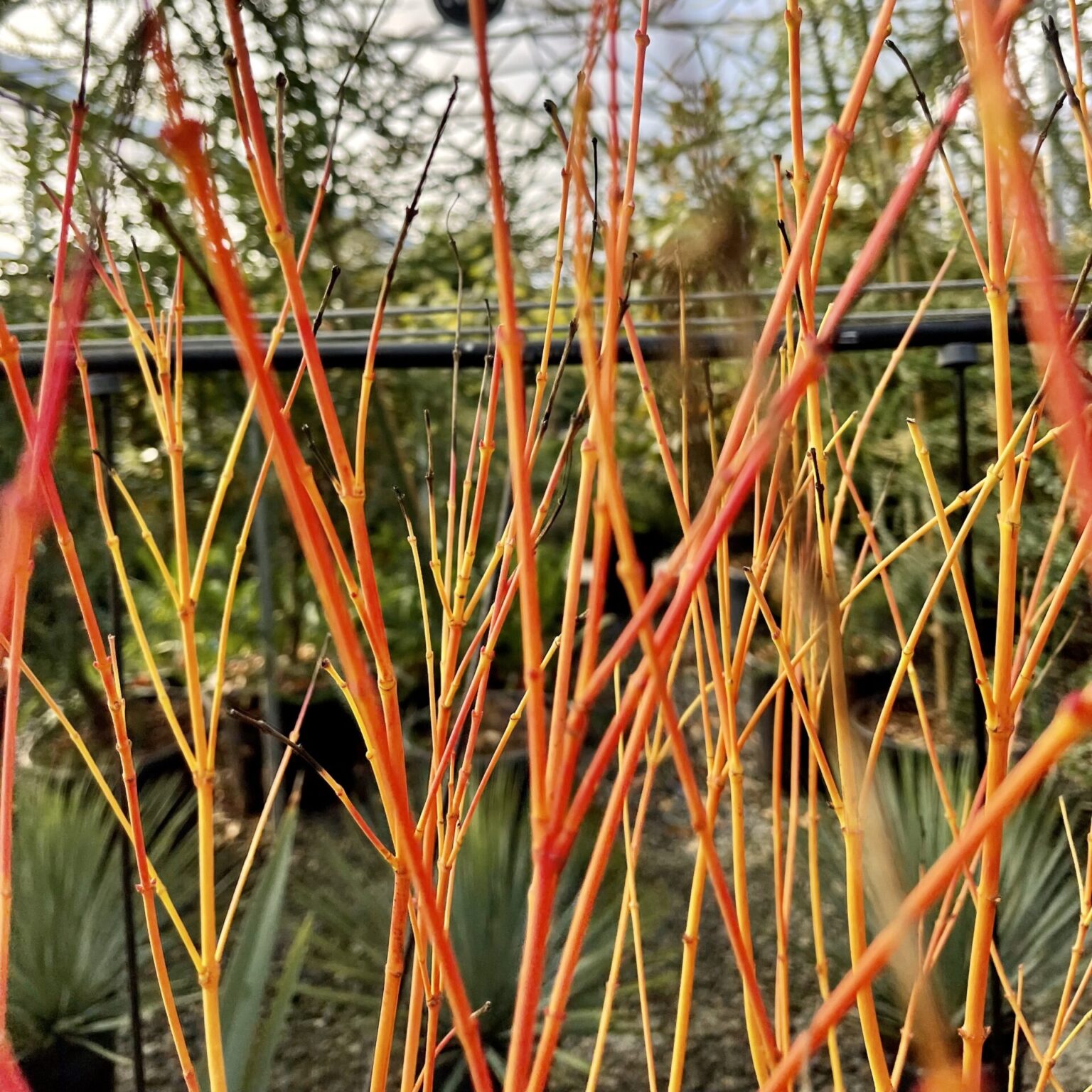 Buy The Plants - Page 2 of 87 - Architectural Plants