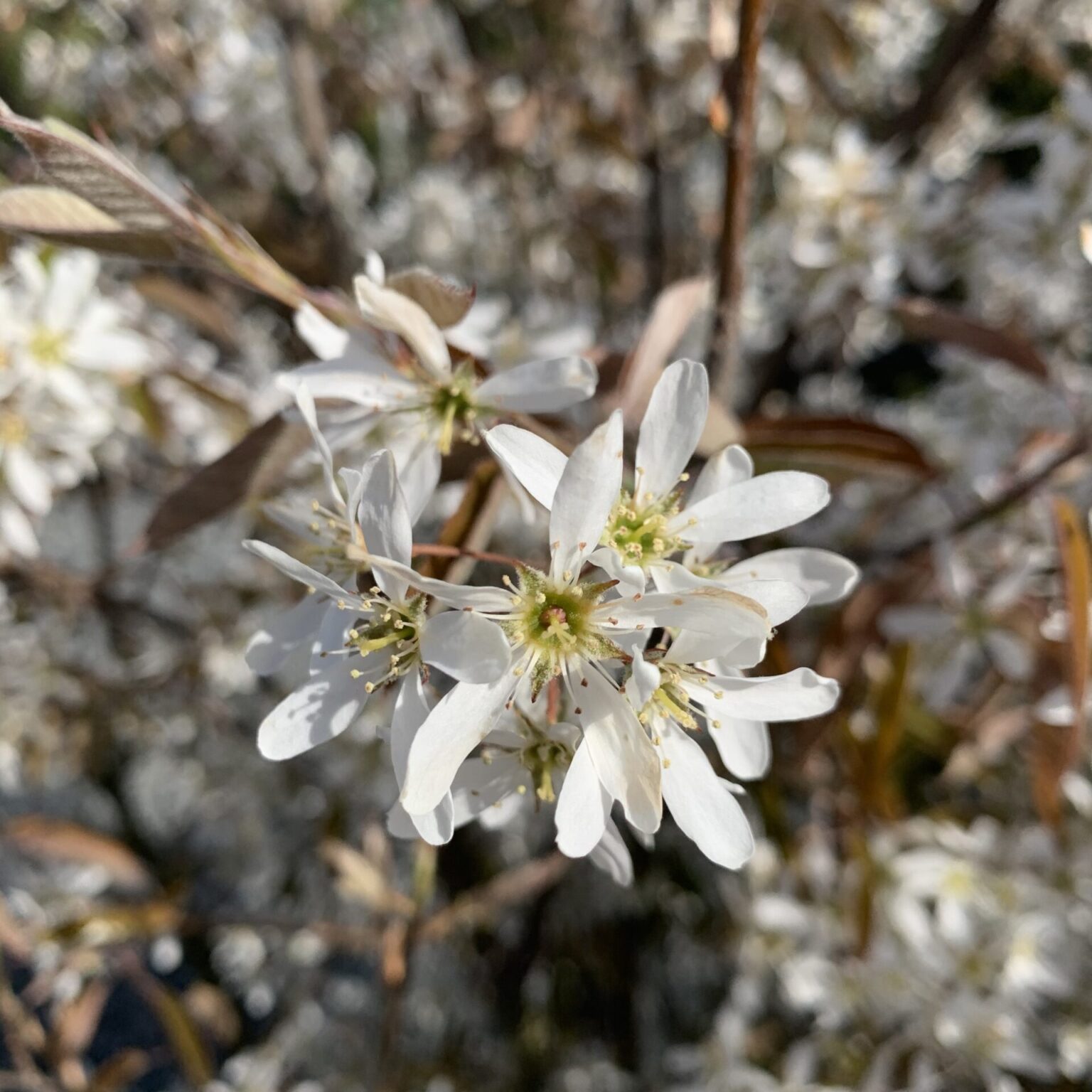 Buy Amelanchier canadensis - Architectural Plants