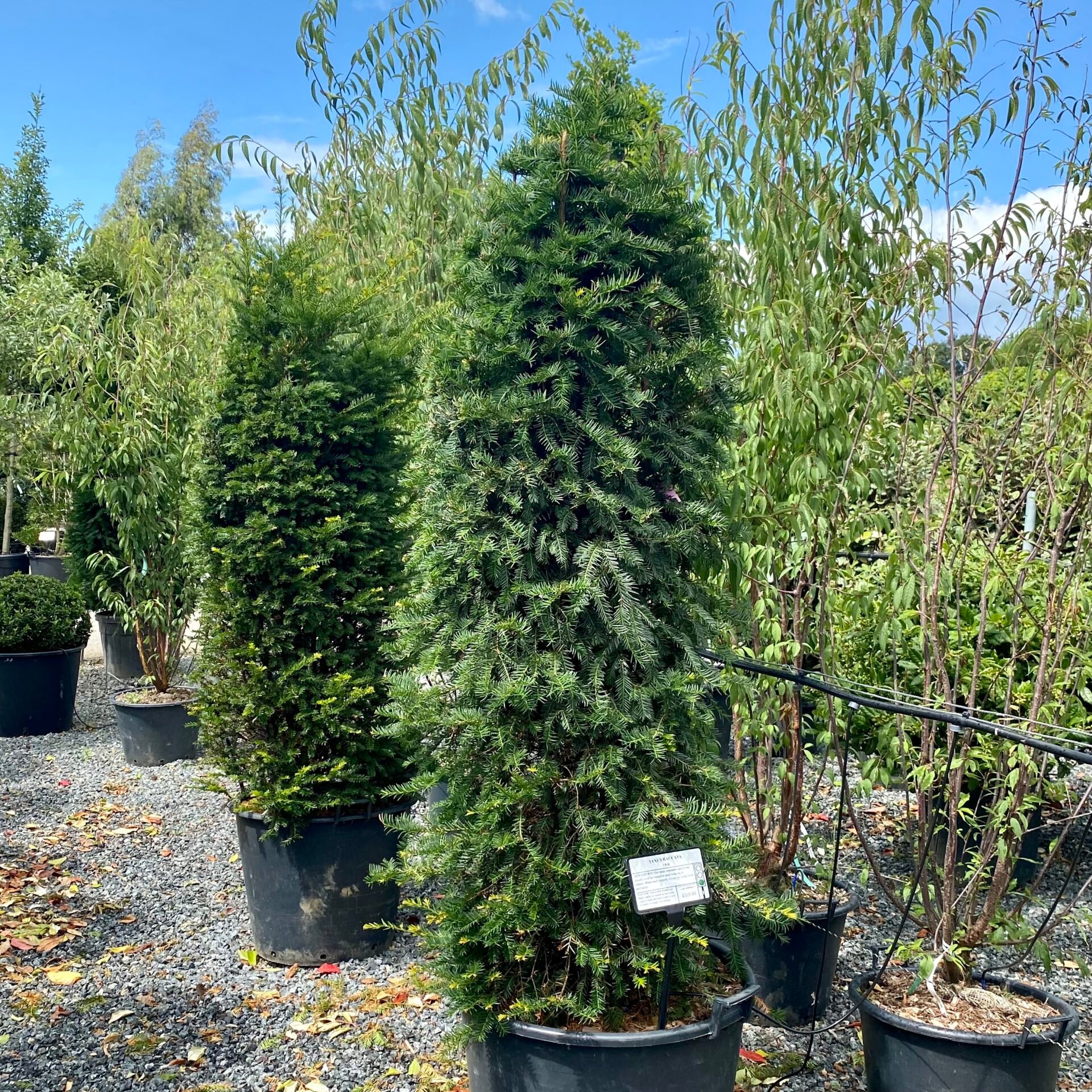 Yew Shrubs