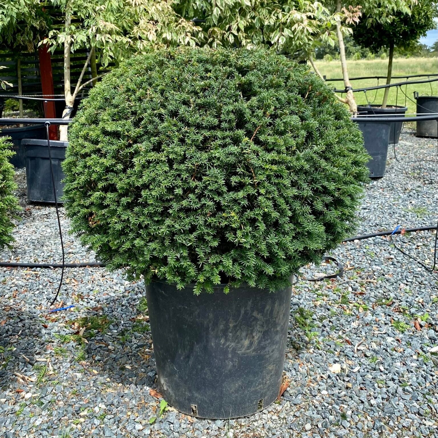 Buy Taxus Baccata Balls - Architectural Plants