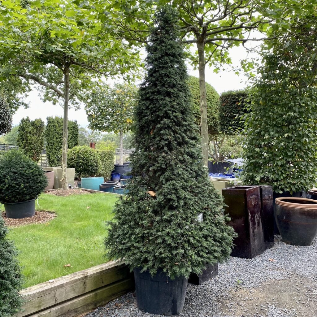 Buy Taxus Baccata Pyramids - Architectural Plants
