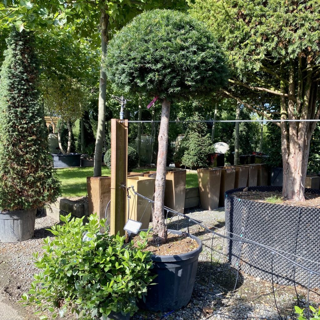 Buy Taxus Baccata Standards - Architectural Plants