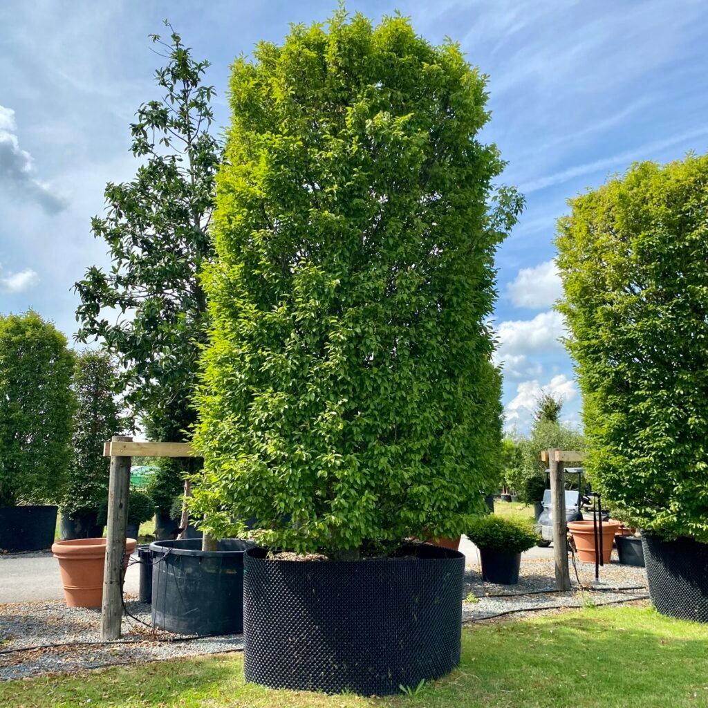 Large Trees for Sale in the UK | Over 30ft | Architectural Plants