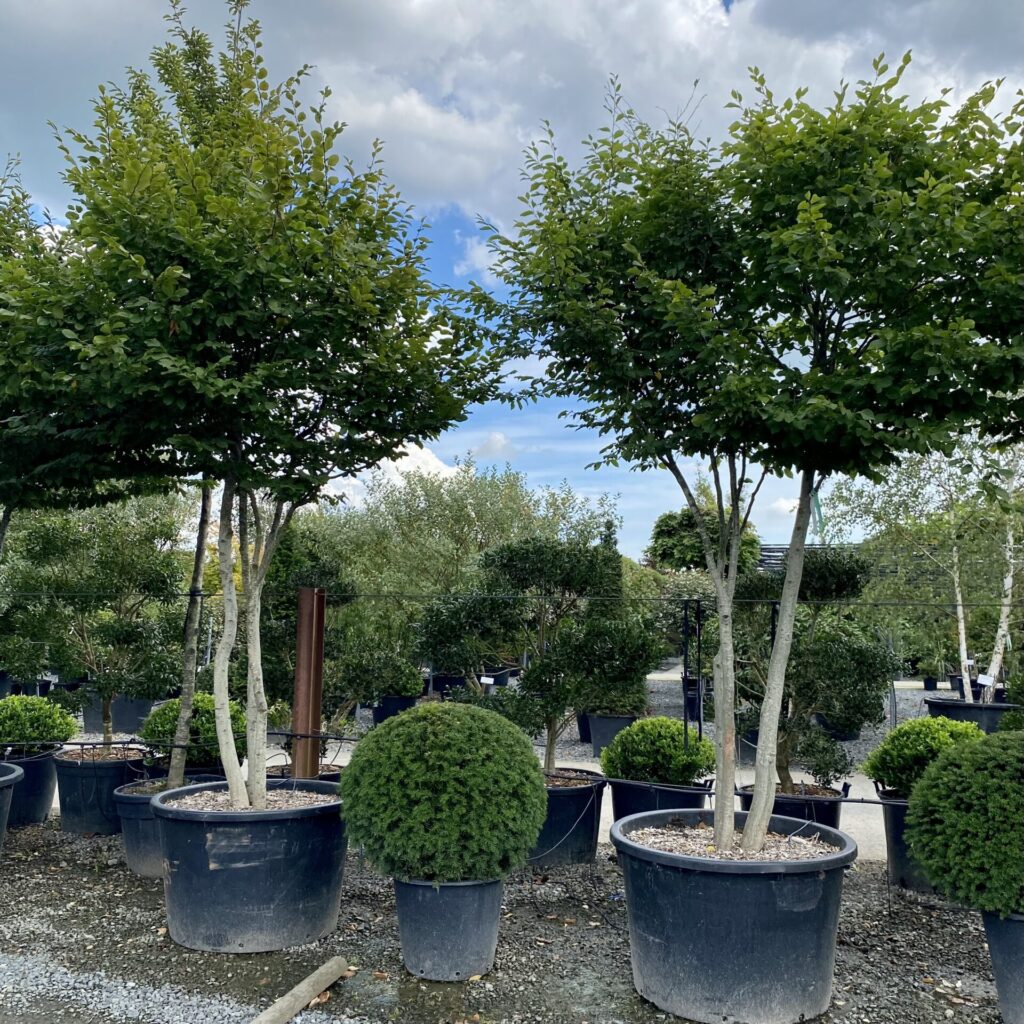 Large Trees for Sale in the UK | Over 30ft | Architectural Plants