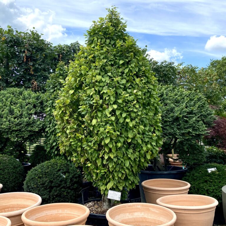 Large Trees for Sale in the UK | Over 30ft | Architectural Plants