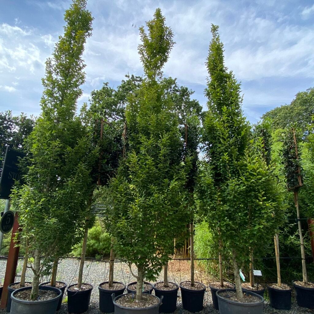 Browse Our Topiary, Balls and Blobs | Architectural Plants