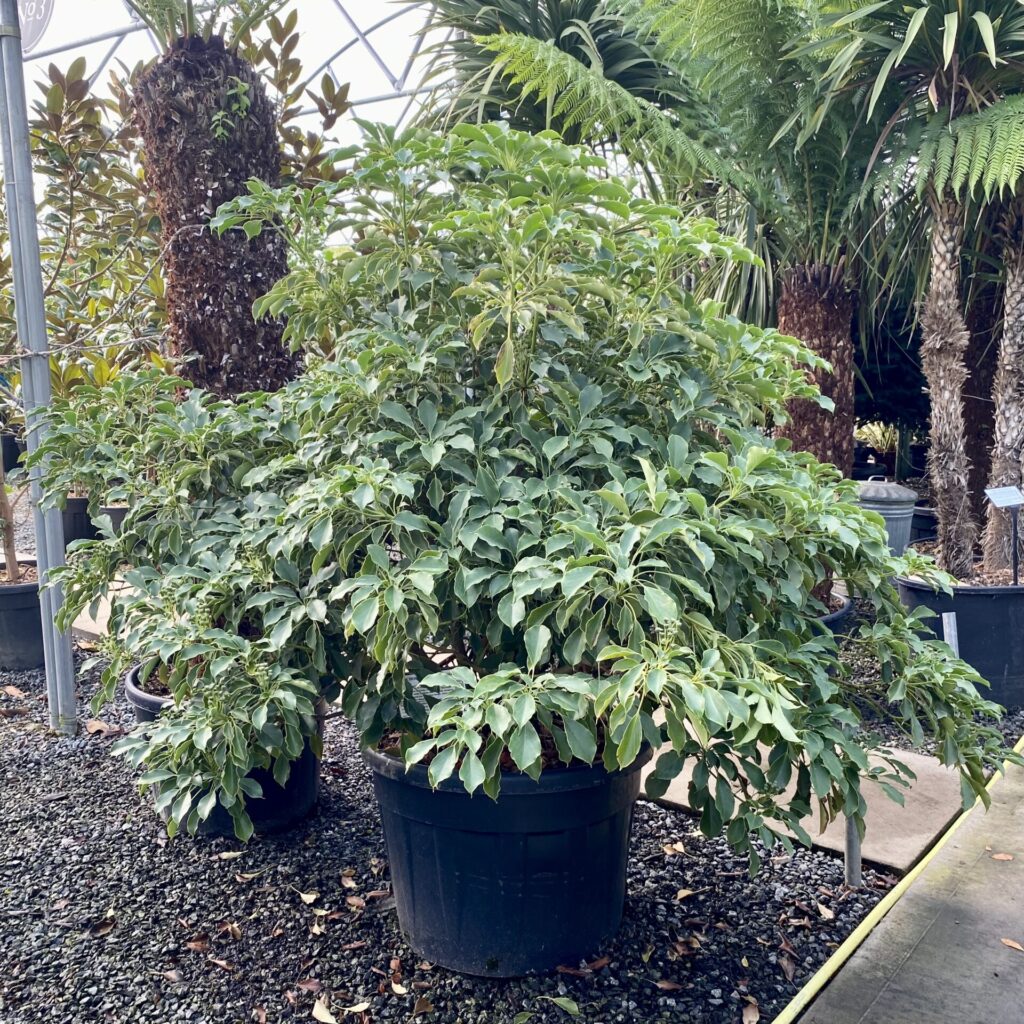 Buy Trochodendron aralioides - Architectural Plants