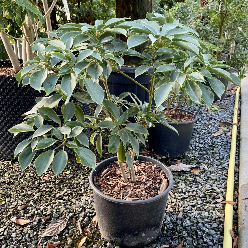 Buy Trochodendron aralioides - Architectural Plants