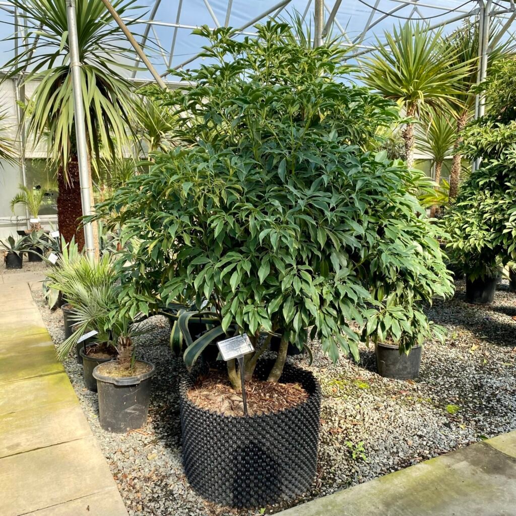 Rare & Unusual Plants in the UK | Architectural Plants