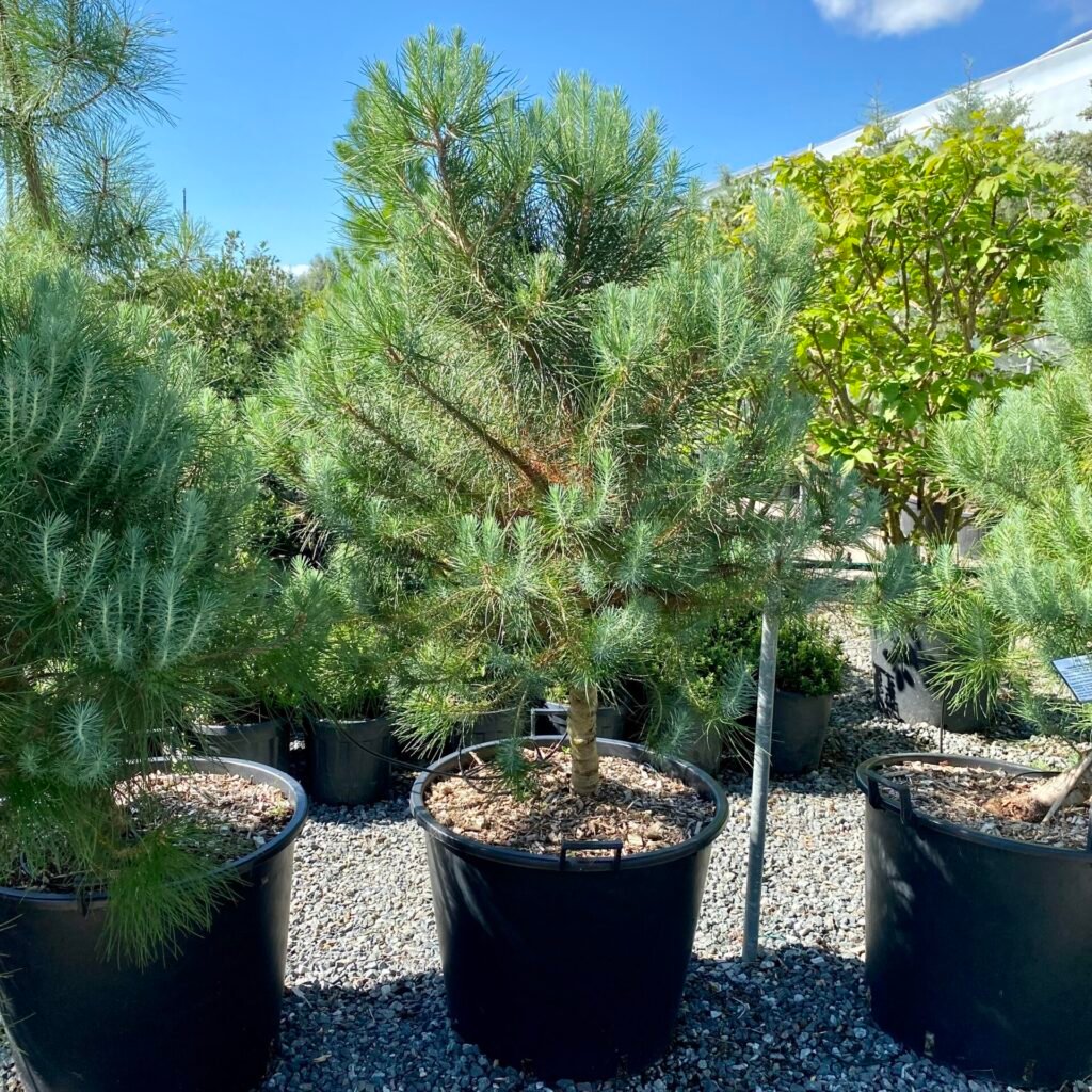 Buy Pinus pinea - Standards (HGUK) - Architectural Plants