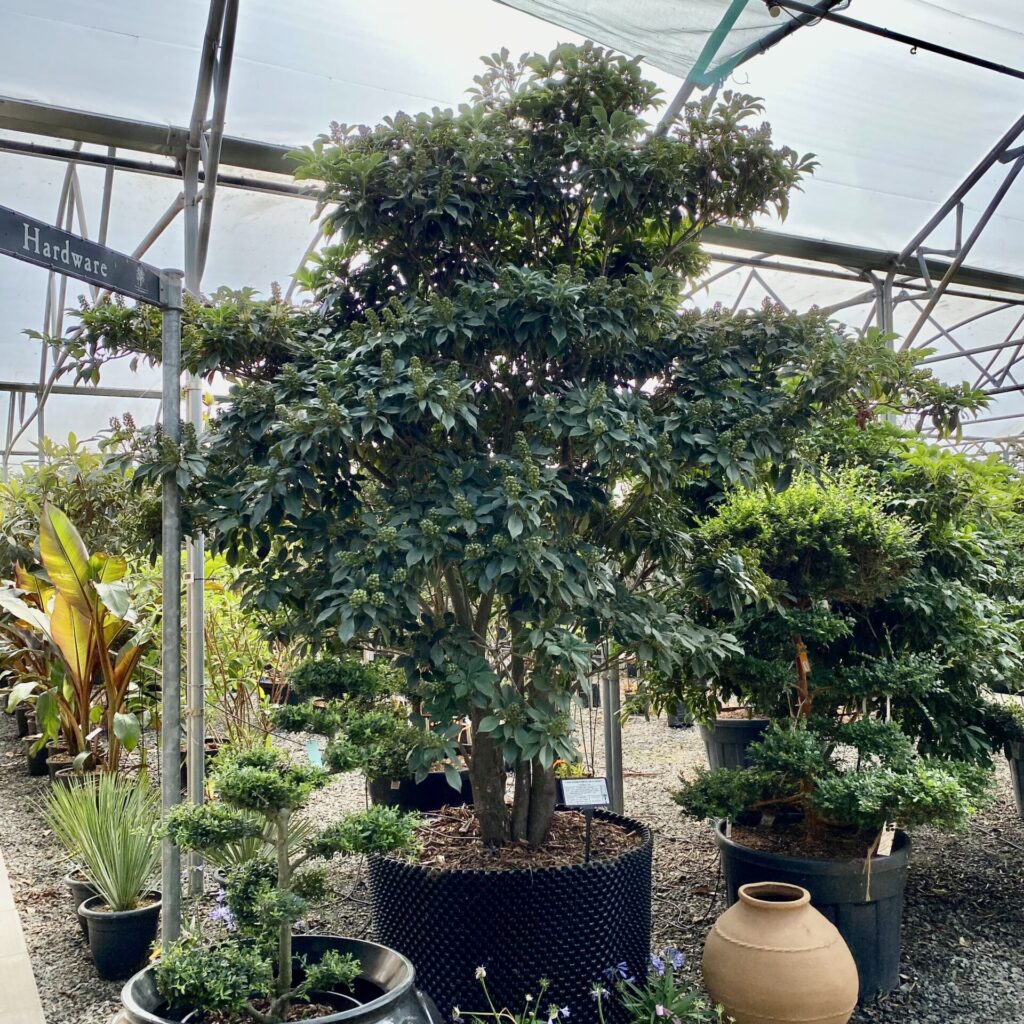 Buy Trochodendron aralioides - Architectural Plants