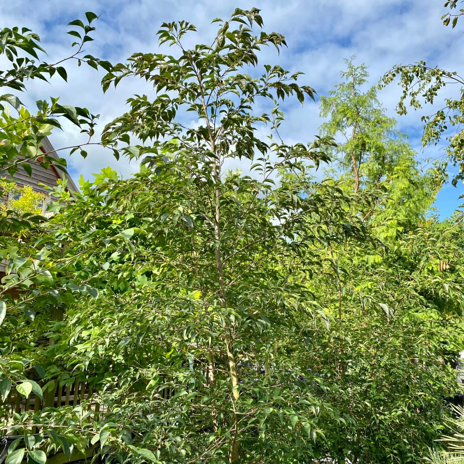Styrax japonicus - Architectural Plants