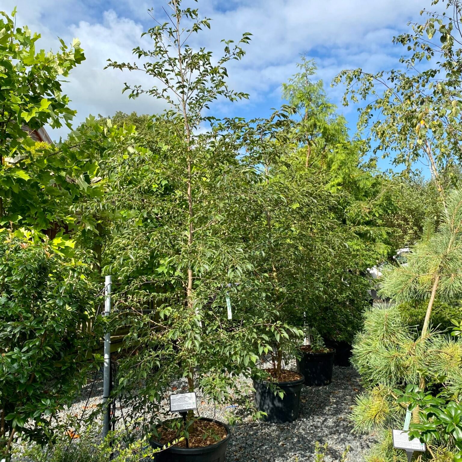 Styrax japonicus - Architectural Plants