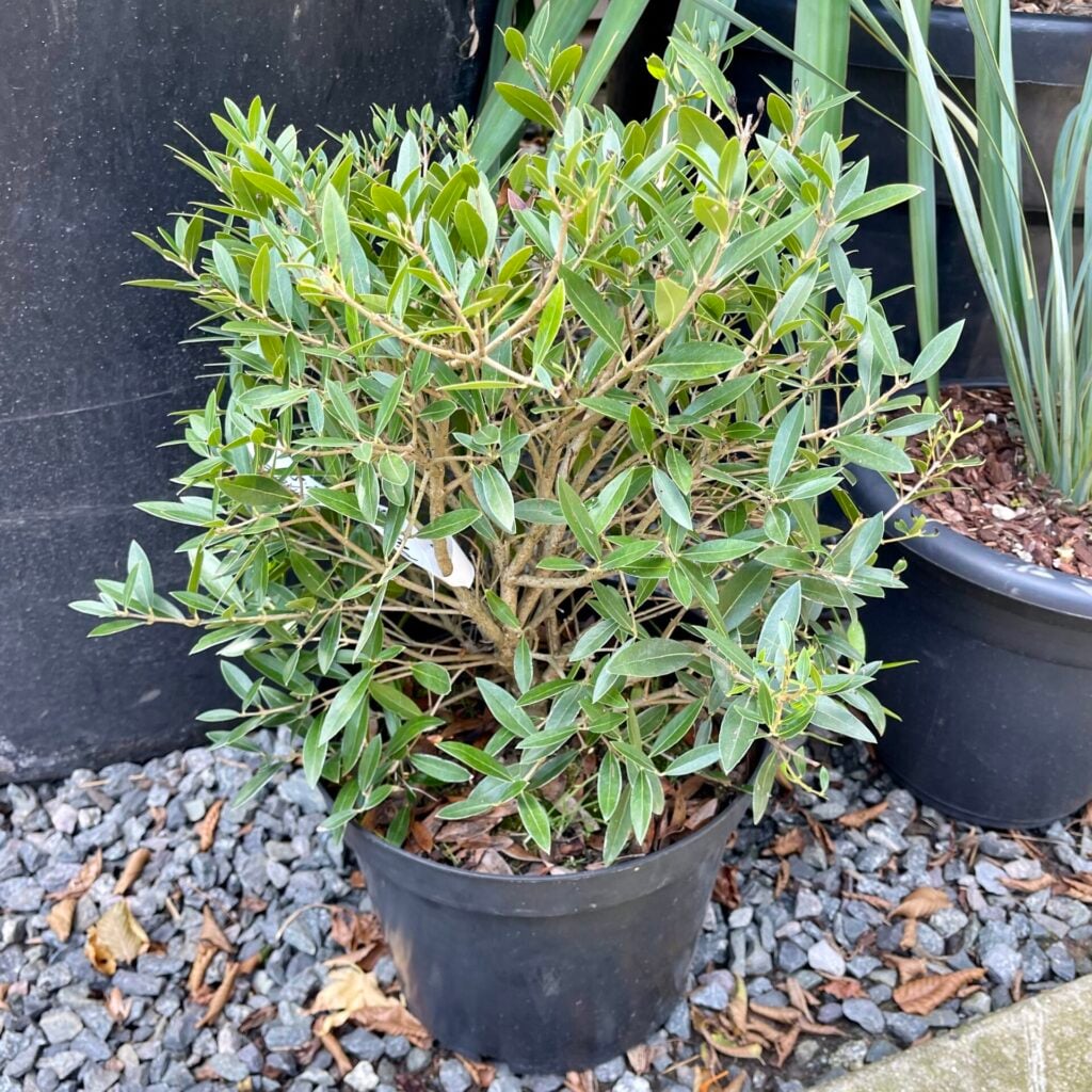 Buy Phillyrea angustifolia - Balls - Architectural Plants