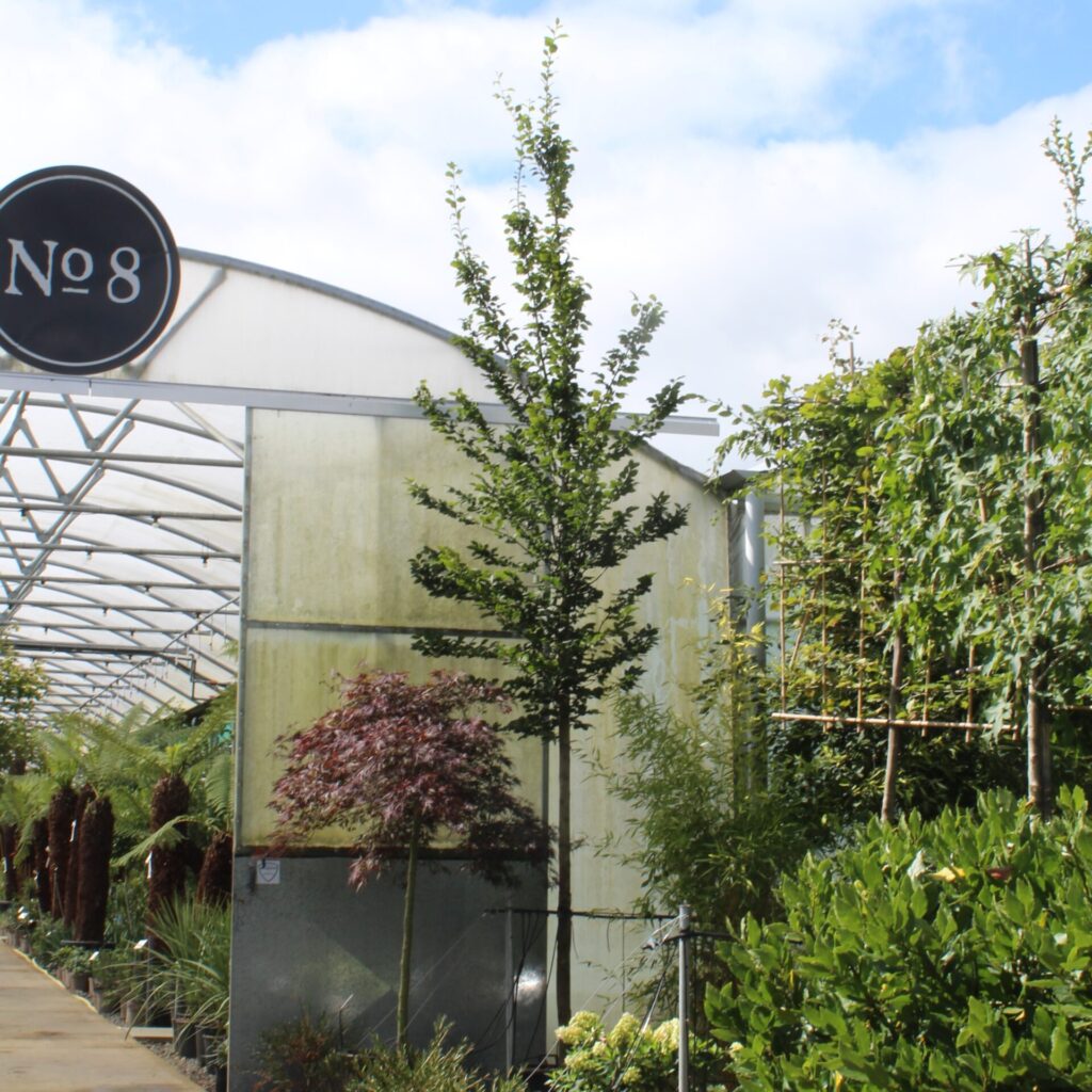 Large Trees for Sale in the UK | Over 30ft | Architectural Plants
