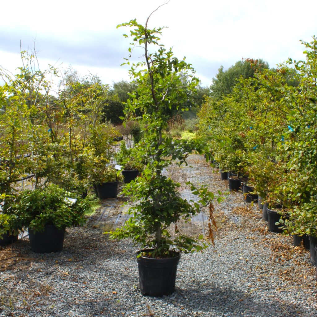 Large Trees for Sale in the UK | Over 30ft | Architectural Plants